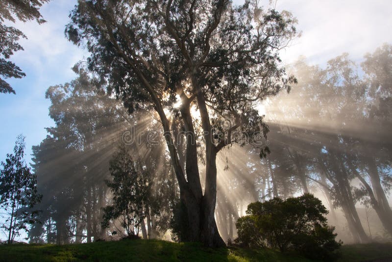 Tree and sun rays stock image. Image of california, park - 22353017