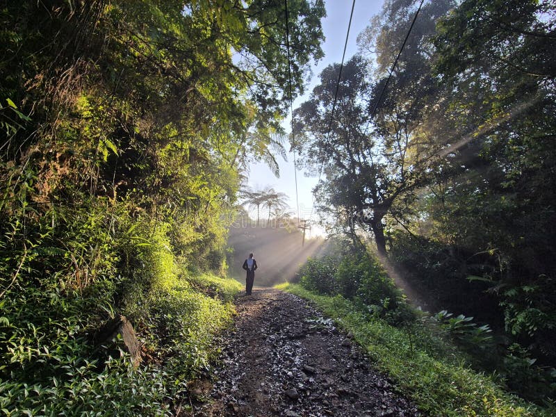 Morning Girl Walk in To Sun Stock Photo - Image of walk, tree: 318423396