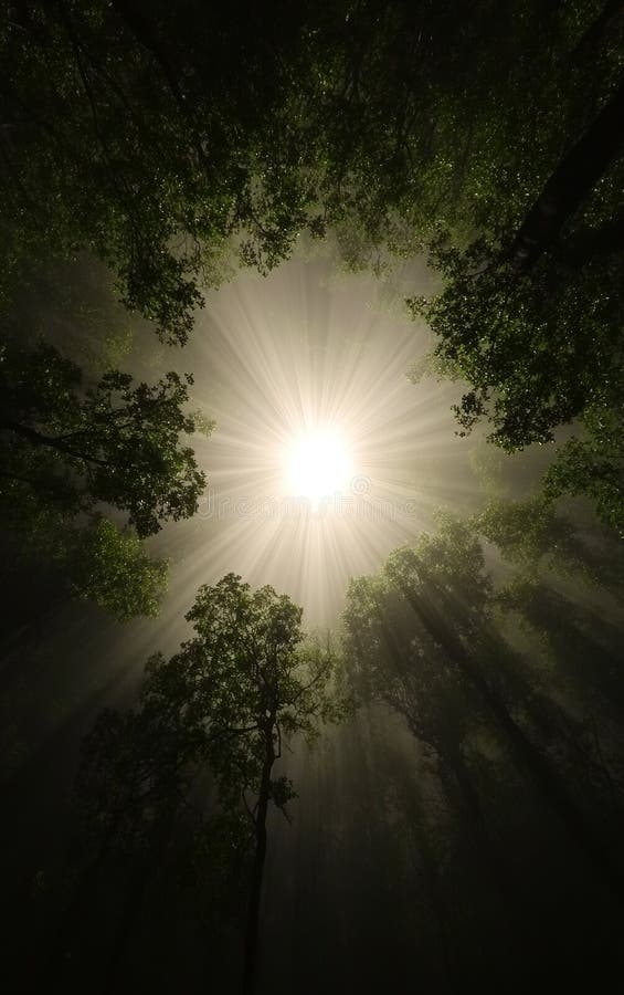 A Tree with a Sun Shining through it Stock Photo - Image of bright ...