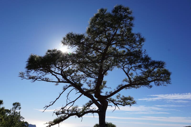 A Tree with a Sun Shining on it Stock Photo - Image of trunk, season ...