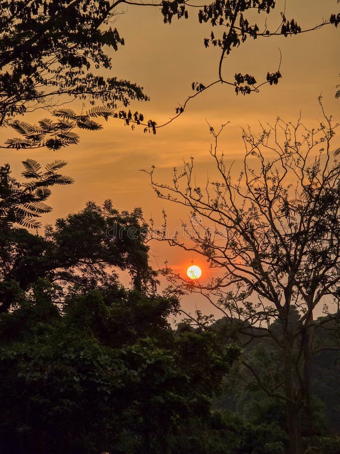 Tree sun sunset dusk stock photo. Image of tree, sunset - 393866134