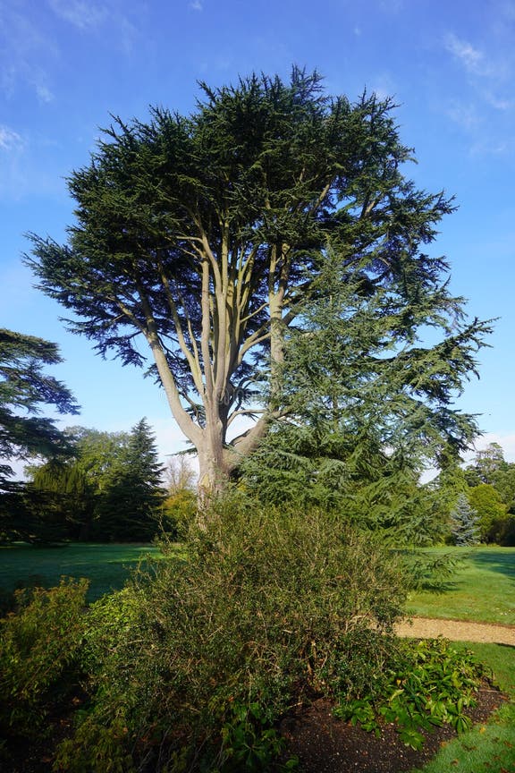 Tree in the sun stock photo. Image of bark, leaf, tree - 162669820