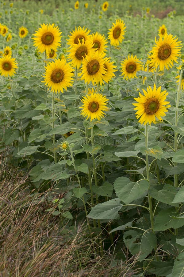 Tree of sunflower stock photo. Image of sunflowers, sunflower - 35535356