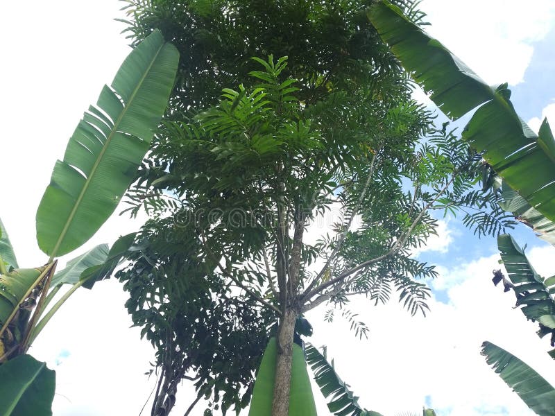 Sungkai Tree Stock Photos - Free & Royalty-Free Stock Photos from ...