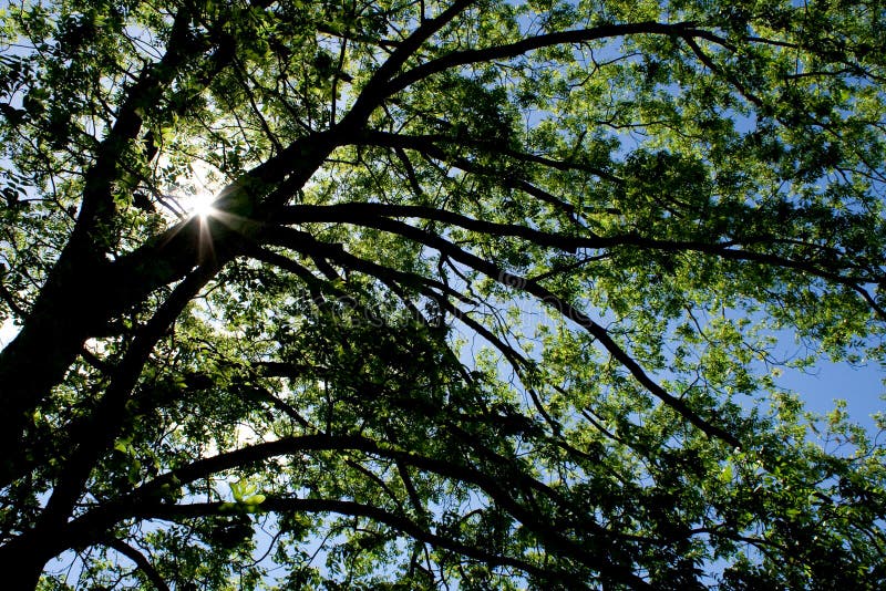 SkyLight stock photo. Image of natural, woods, inspirational - 5396754