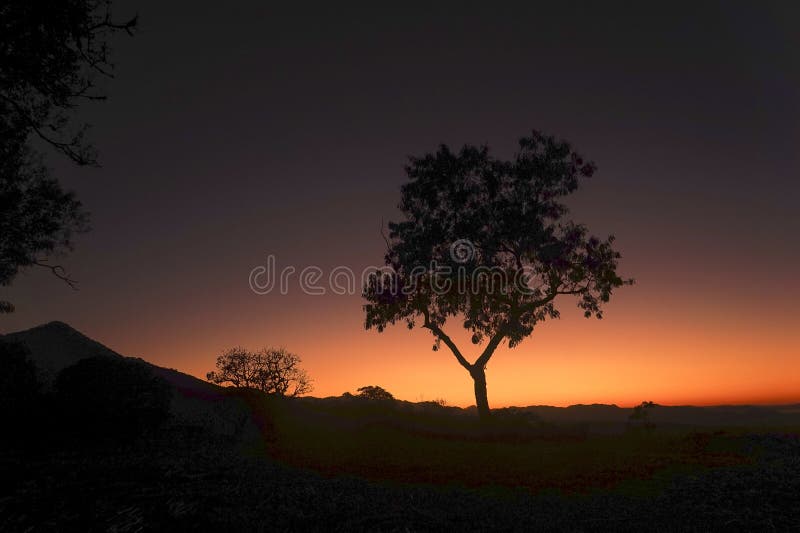 Tree in Sunlight stock image. Image of tree, trees, sunlight - 175574983