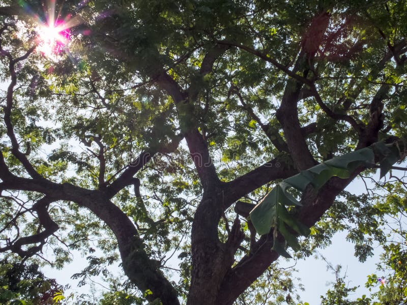 Tree in sunlight stock image. Image of usern, beauty - 177427385