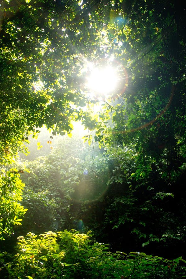 Tree and sunlight stock image. Image of holiday, lights - 25628917