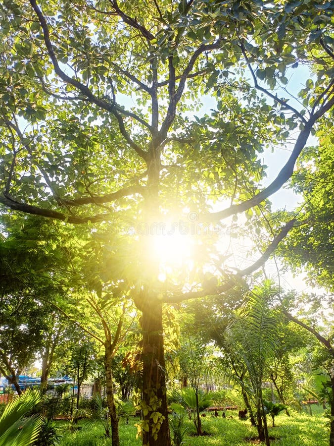 Tree sunlight stock photo. Image of garden, sunrays - 252008888