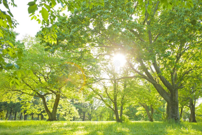 Tree sunlight stock image. Image of large, autumn, grove - 263498073