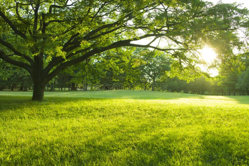 Tree sunlight stock image. Image of large, woodland - 263498305