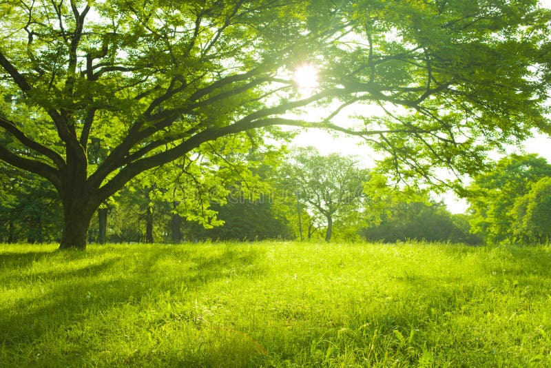 Tree sunlight stock image. Image of large, woodland - 263498305