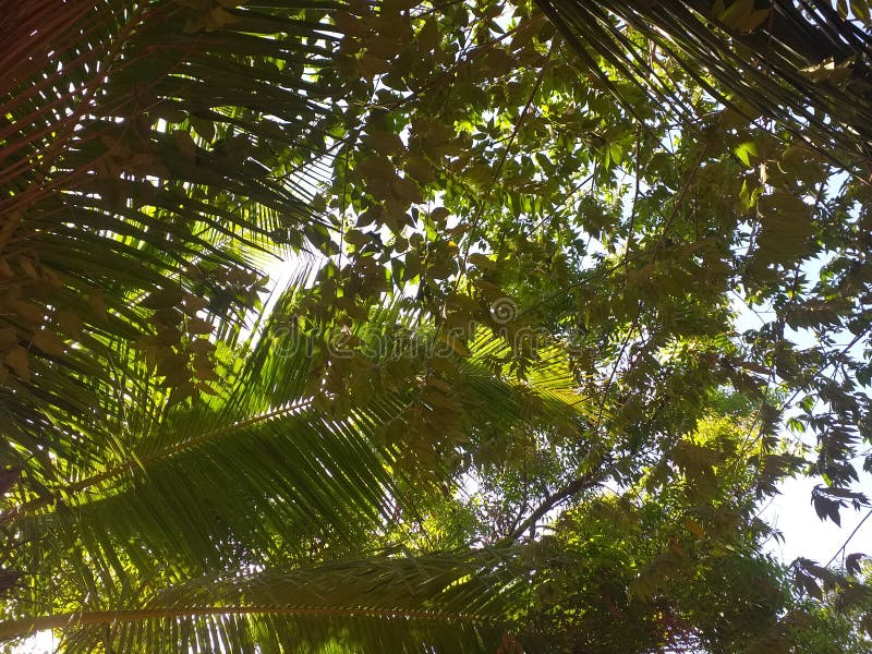 Tree Sunlight Garden Reflection Coconut Jam Tree Sky Stock Image ...
