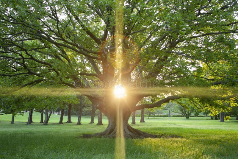 Tree sunlight stock image. Image of large, autumn, grove - 263498073