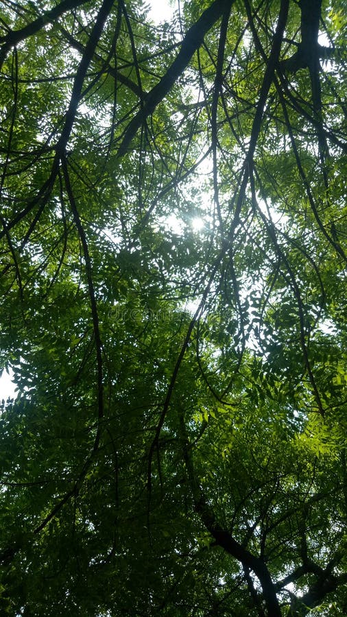 Tree Sunlight Shadow Nature Sun Wood Environment Happy Stock Photo ...