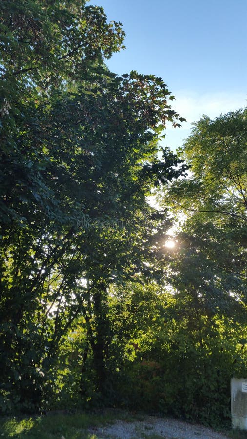 Tree with sunlight stock photo. Image of forest, biome - 76982974