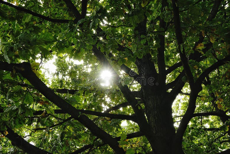 Tree Sunlight Sun Green Leaves Nature Stock Image - Image of leaves ...