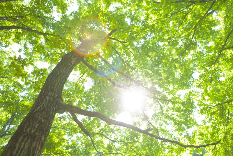 Tree sunlight stock image. Image of large, woodland - 263498305