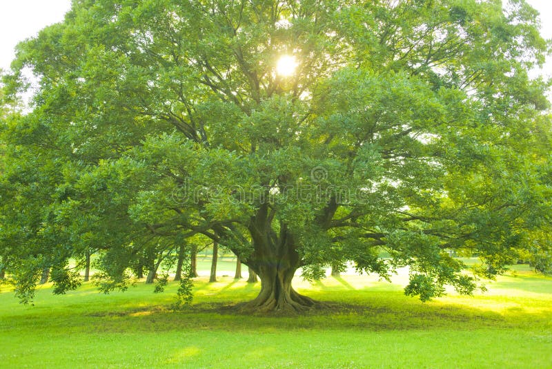 Tree sunlight stock image. Image of large, woodland - 263498305