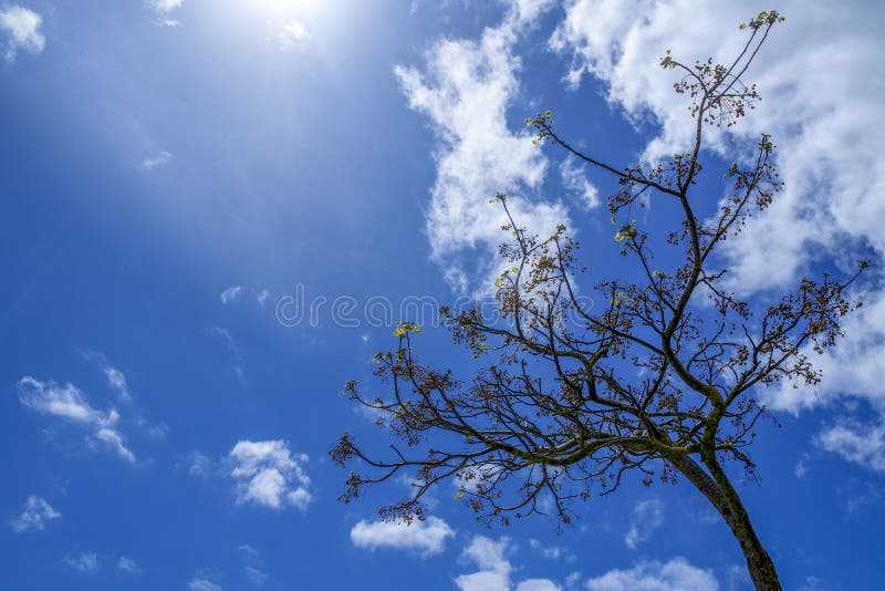 The Tree in the Sunny Day with Clouds Stock Image - Image of cloud ...
