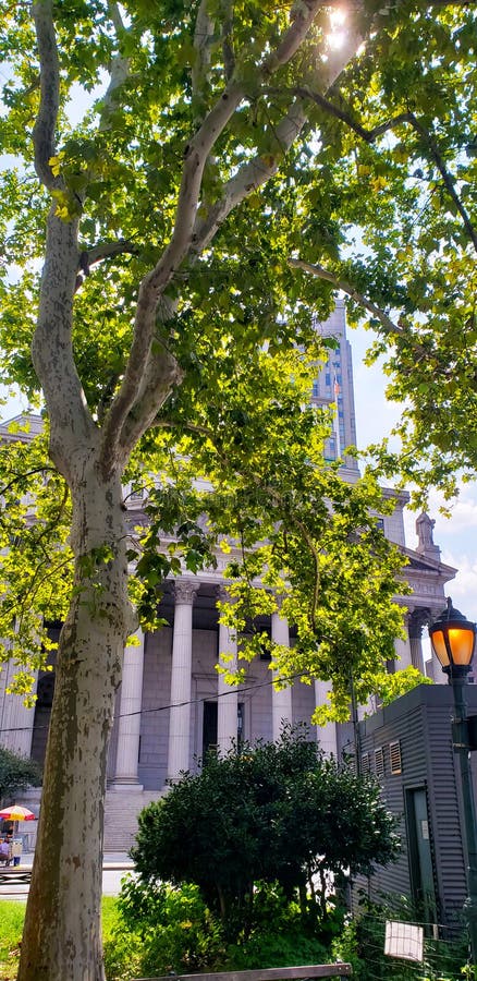 Tree in a sunny day stock image. Image of city, park - 124644029