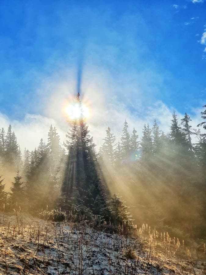 Tree sun rays stock image. Image of plant, sunlight - 270879665
