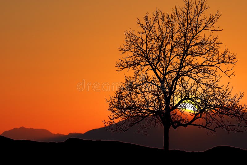 Tree at sunrise stock image. Image of silhouettes, colorful - 6269991
