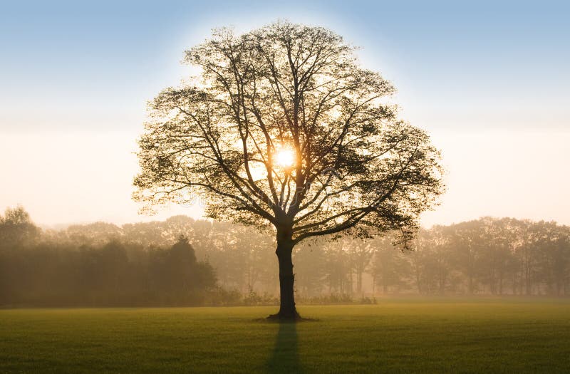 Tree in Sunrise with Backlit Stock Image - Image of country, park: 21730491