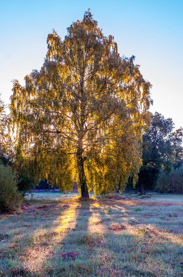 Tree at sunrise stock photo. Image of season, outdoor - 107172784