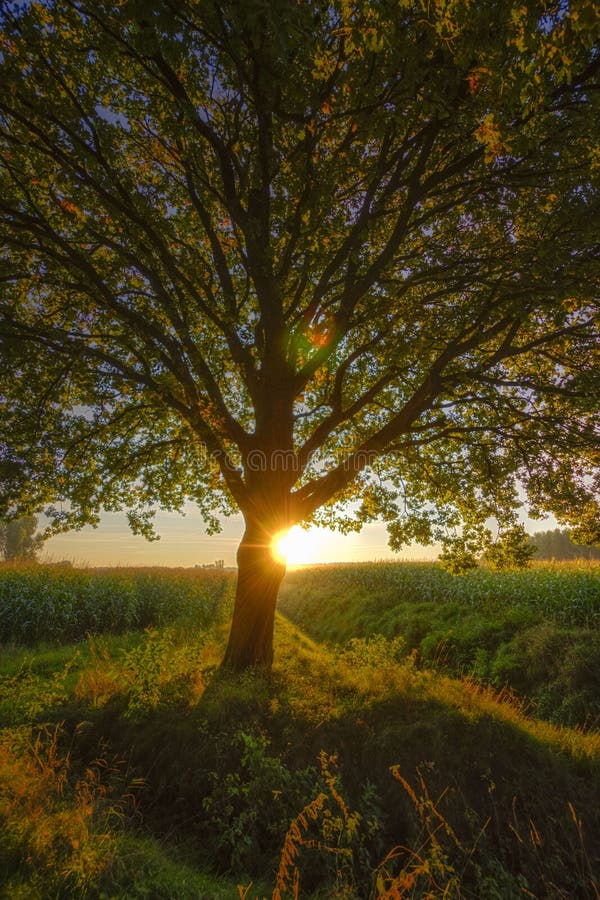 Tree at Sunrise stock photo. Image of nordhorn, trees - 34369044
