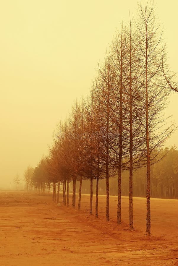 Tree at sunset stock image. Image of amber, light, sillouette - 13285785