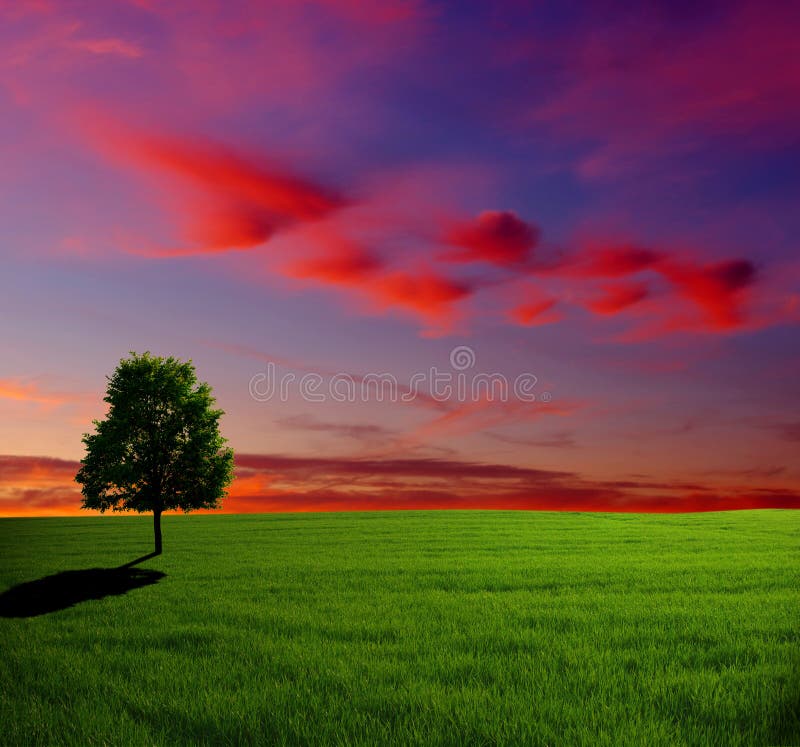 Tree on sunset stock image. Image of herb, countryside - 13582009