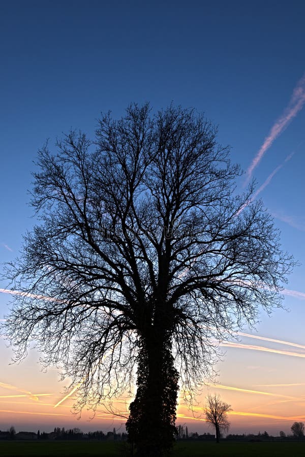 Tree at sunset stock image. Image of spring, blue, shade - 19271629