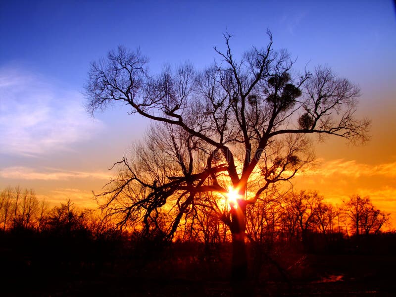 The Tree on Sunset Background Stock Photo - Image of clouds, beauty ...