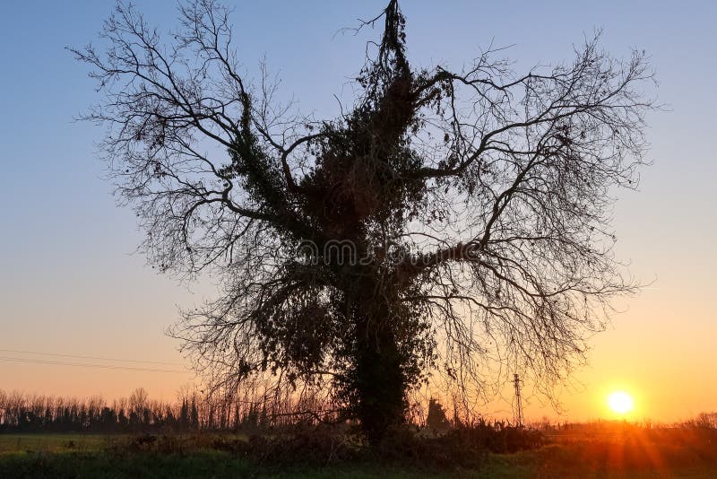 Tree Sunset Backlight Panorama Landscape Sun Sky Normal Italy ...