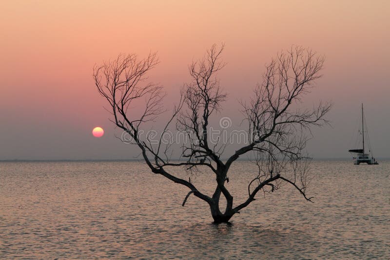 Tree at sunset on beach stock photo. Image of mozambique - 16245006