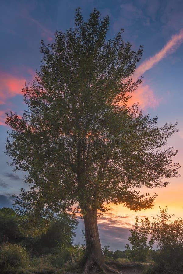 Tree at Sunset stock image. Image of nature, quiet, blue - 121926749