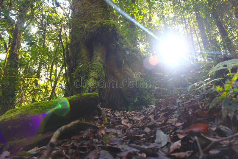Tree Sunset ,: Big Tree and Moss,Rain-forest Stock Image - Image of ...