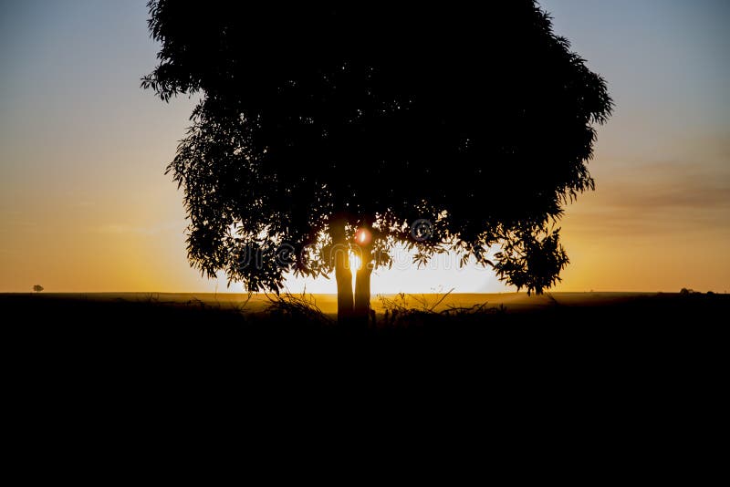 Tree sunset black plant stock photo. Image of natural - 95860996