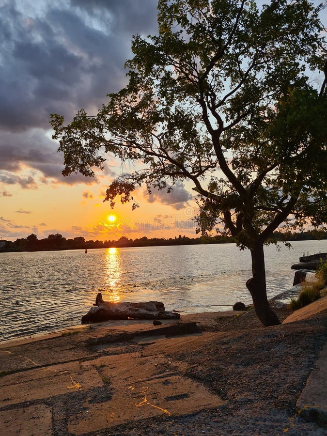 Tree at Sunset at the City Riverside Stock Image - Image of ocean, dawn ...