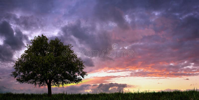 Tree at sunset stock photo. Image of spring, rural, summer - 37442330