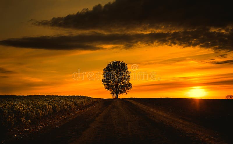 Tree on sunset stock image. Image of field, orange, beauty - 90922447