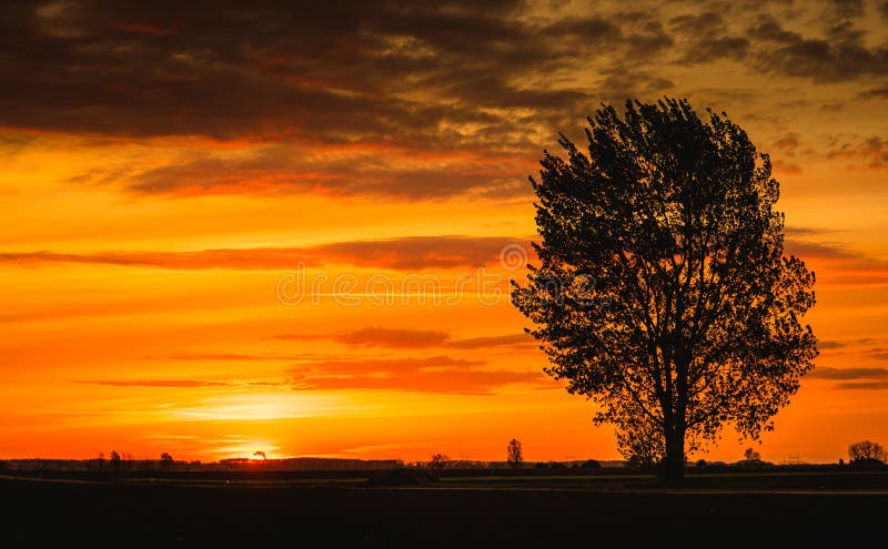 Tree on sunset stock photo. Image of dark, nature, light - 90922536