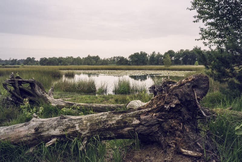 Tree and Sunset on Lake Swamp Stock Image - Image of marsh, meadow ...