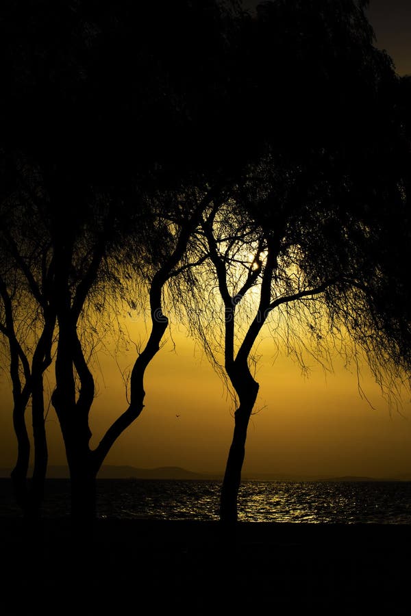 The Tree in the Sunset Light and the Sea Stock Image - Image of branch ...
