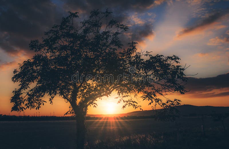 Tree at Sunset stock image. Image of orange, tree, horizon - 115254851