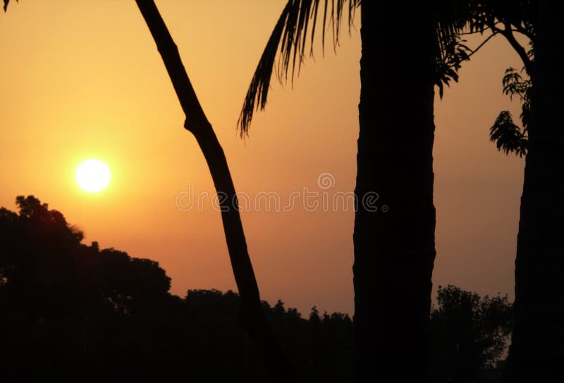 Tree and Sunset photo stock photo. Image of coast, nature - 72819970