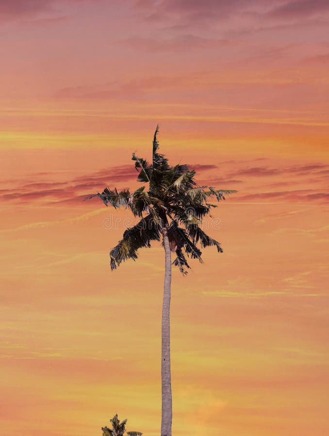 Tree Sunset Plant Savanna Sky Sunrise Branch Stock Photo - Image of ...