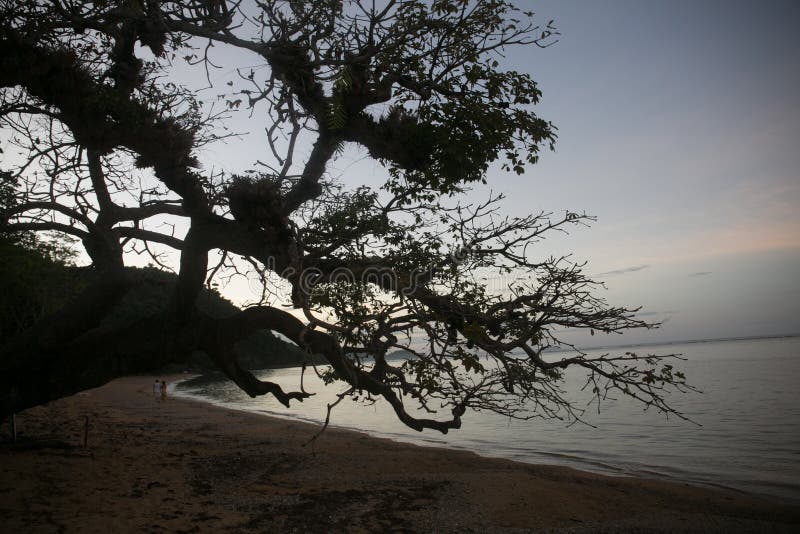 Tree Sunset on a Remote Beach in Asia Stock Image - Image of horizon ...