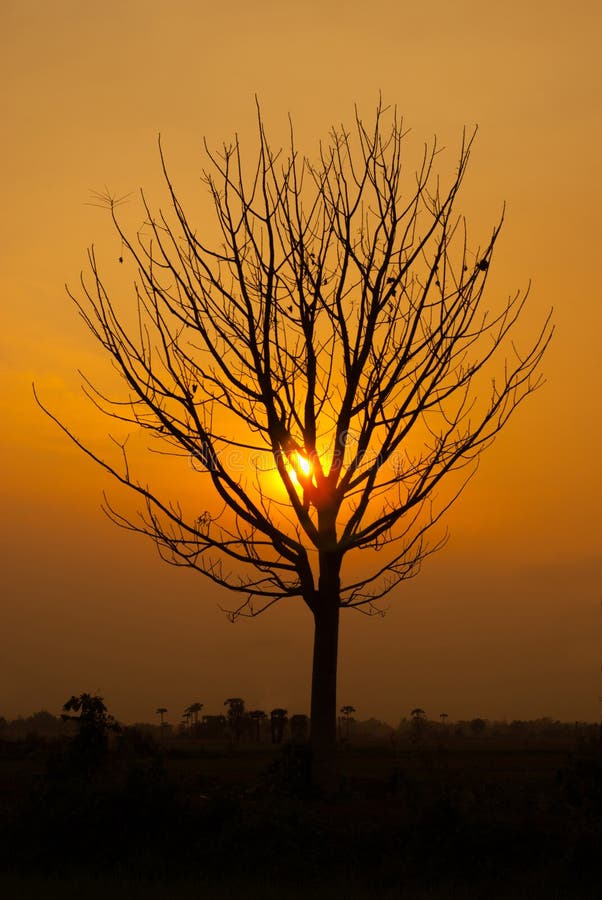 Tree in sunset stock image. Image of sunset, magical - 54417847